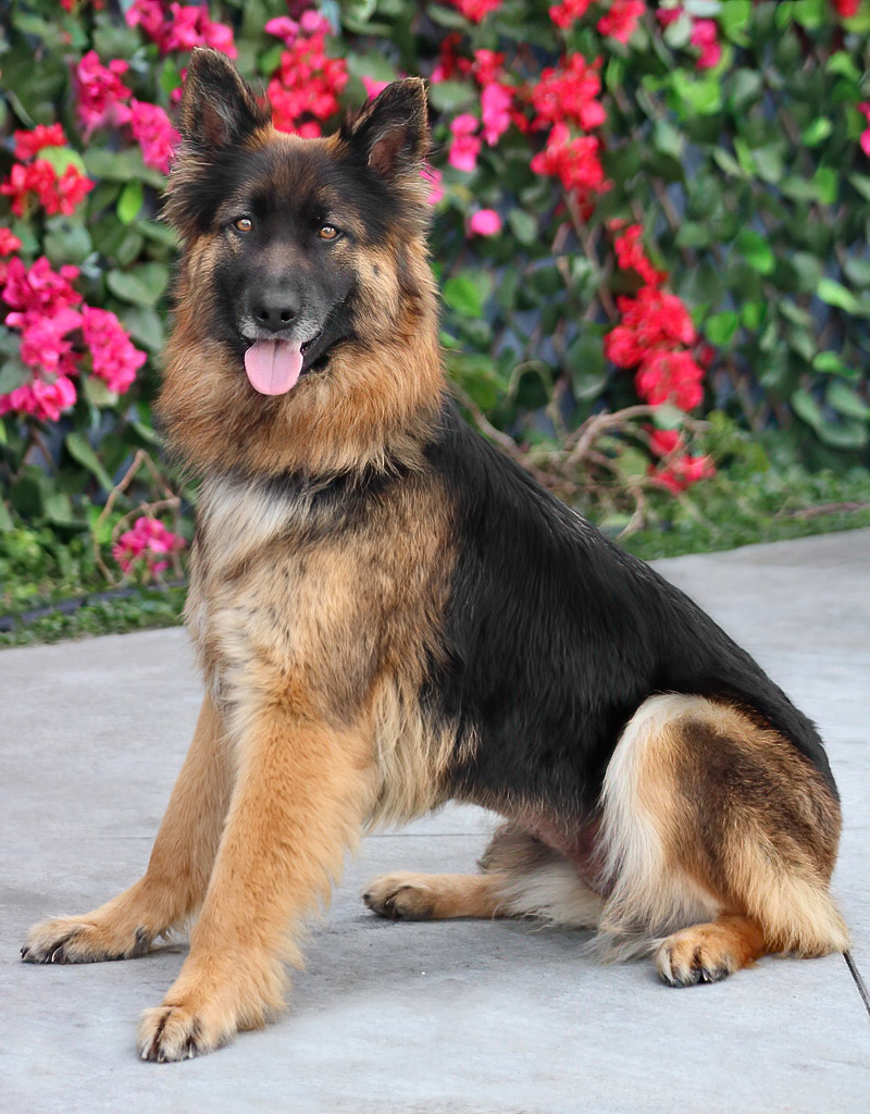Westside German Shepherd Rescue of Los Angeles