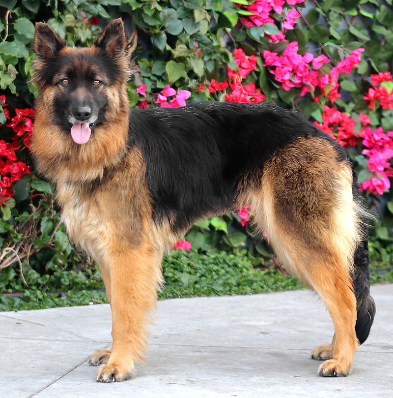 Westside German Shepherd Rescue of Los Angeles