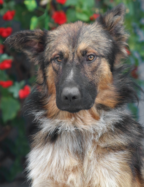 Westside German Shepherd Rescue of Los Angeles