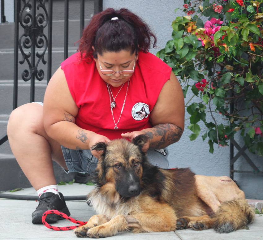 Westside German Shepherd Rescue of Los Angeles