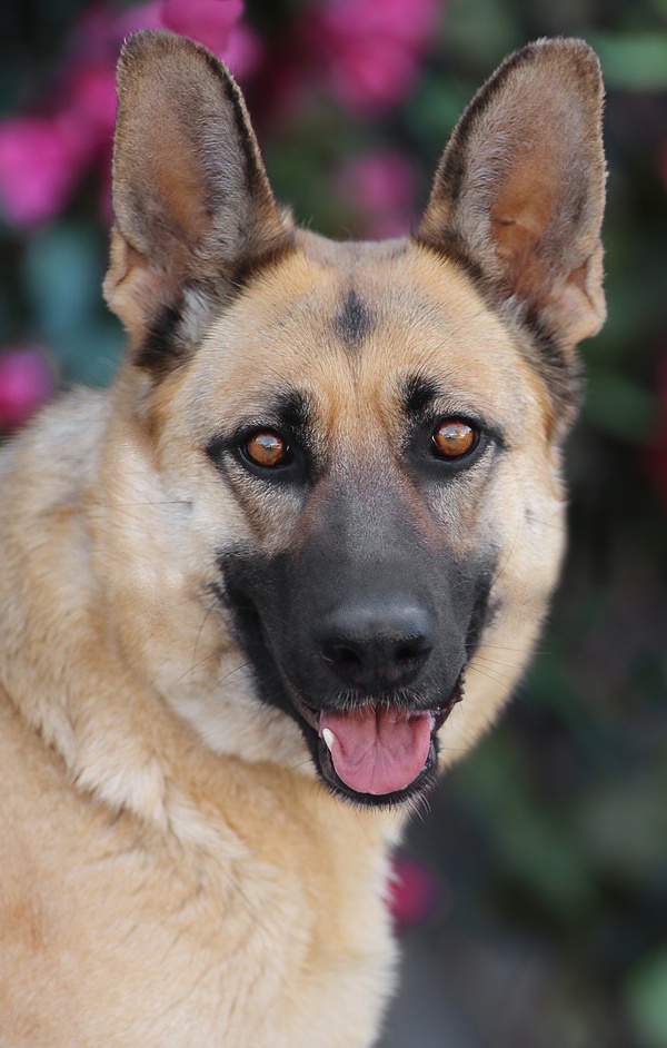 Westside German Shepherd Rescue of Los Angeles