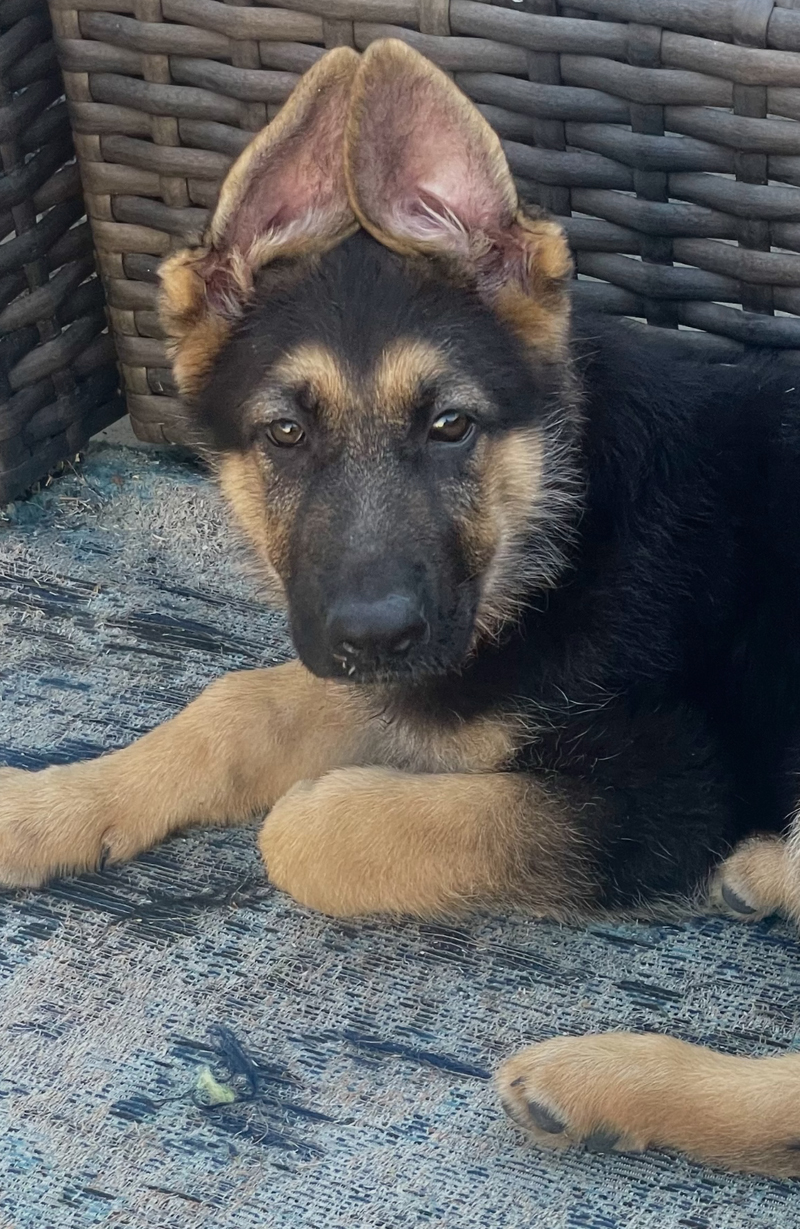 Westside German Shepherd Rescue of Los Angeles