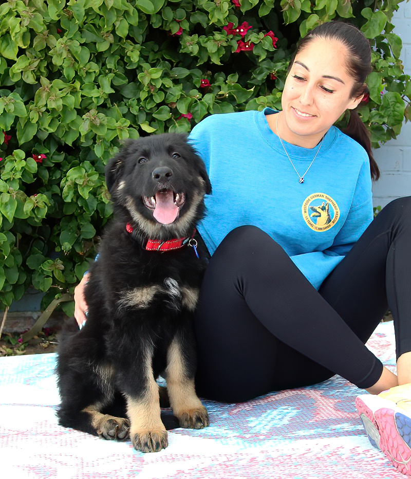 Westside German Shepherd Rescue of Los Angeles