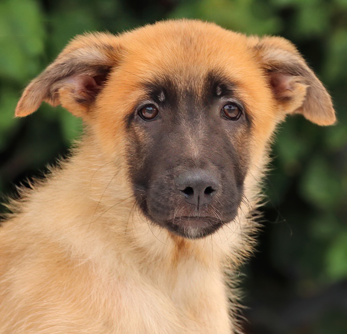 Westside German Shepherd Rescue of Los Angeles