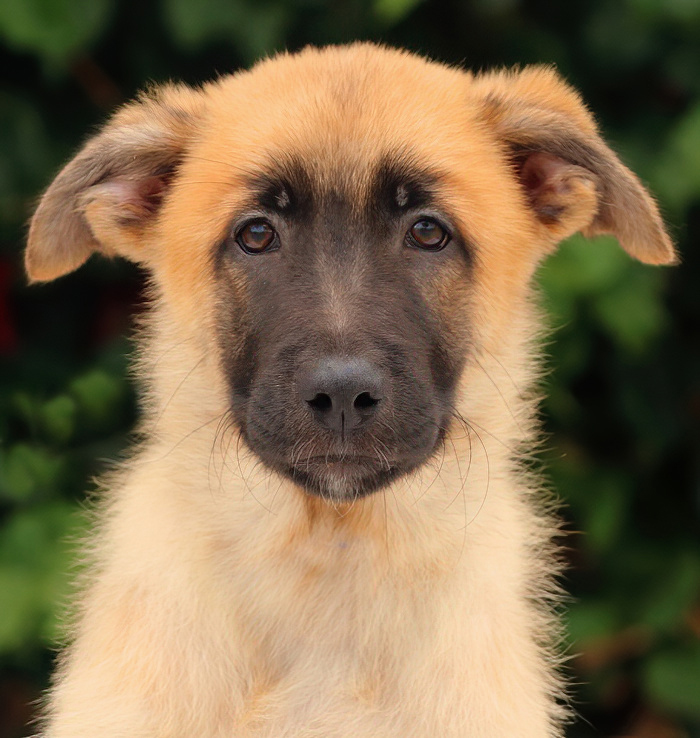 Westside German Shepherd Rescue of Los Angeles