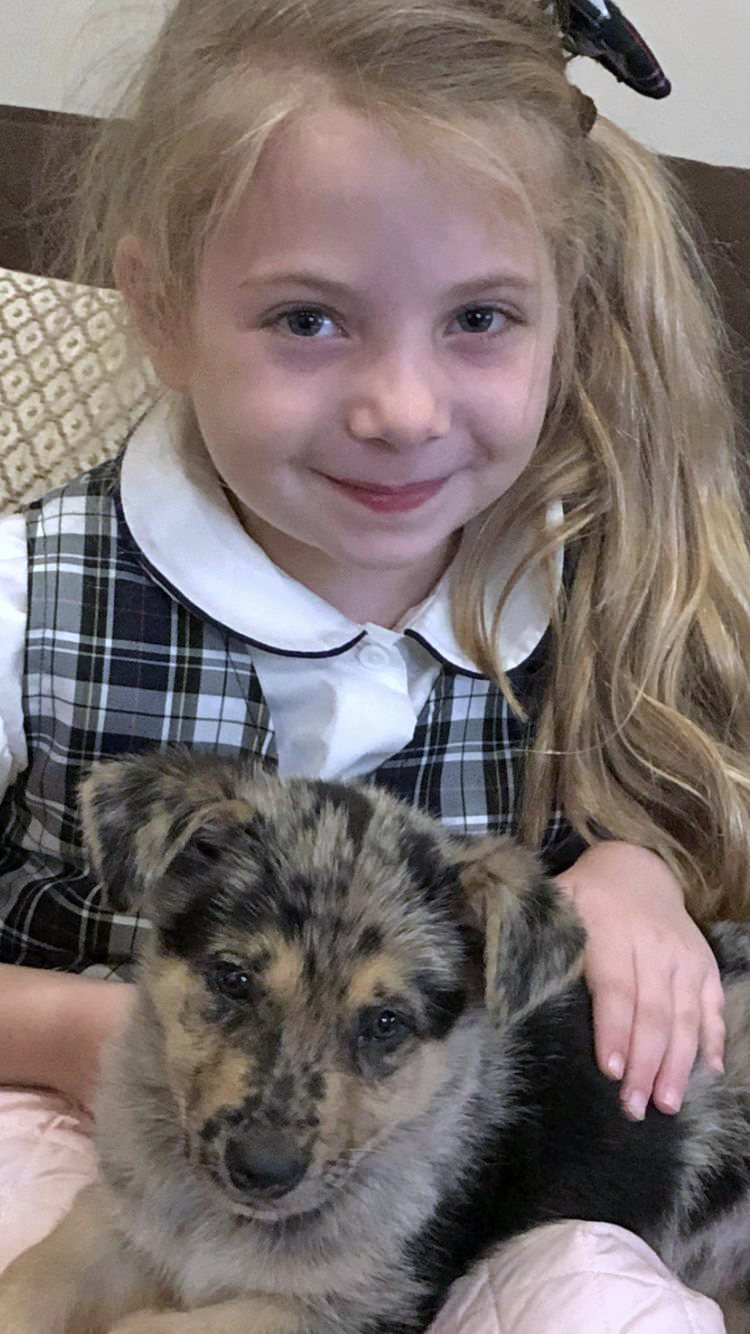 Westside German Shepherd Rescue of Los Angeles