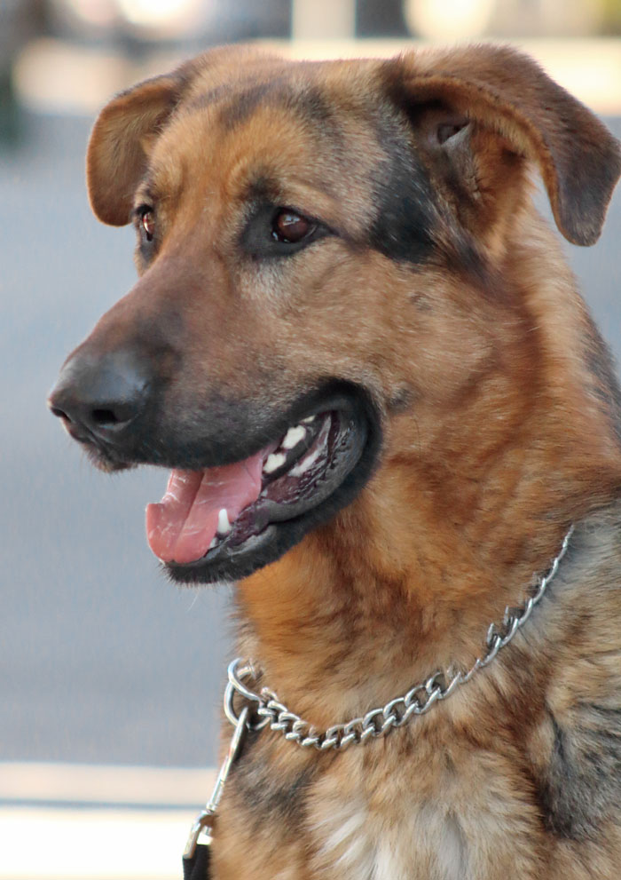 Westside German Shepherd Rescue of Los Angeles
