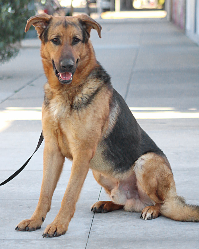 Westside German Shepherd Rescue of Los Angeles