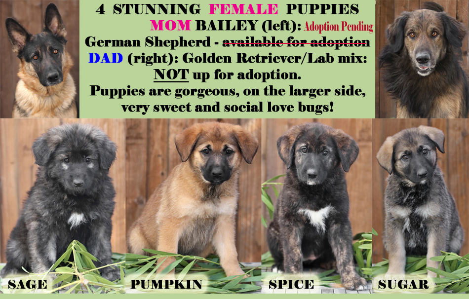 Westside German Shepherd Rescue of Los Angeles