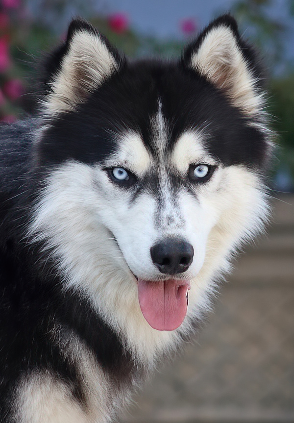 Westside German Shepherd Rescue of Los Angeles