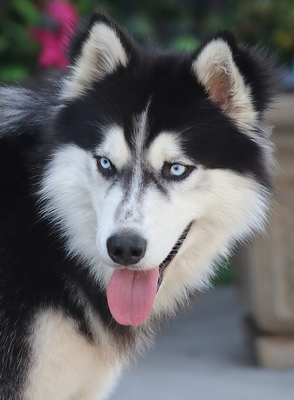 Westside German Shepherd Rescue of Los Angeles