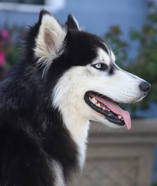 Westside German Shepherd Rescue of Los Angeles