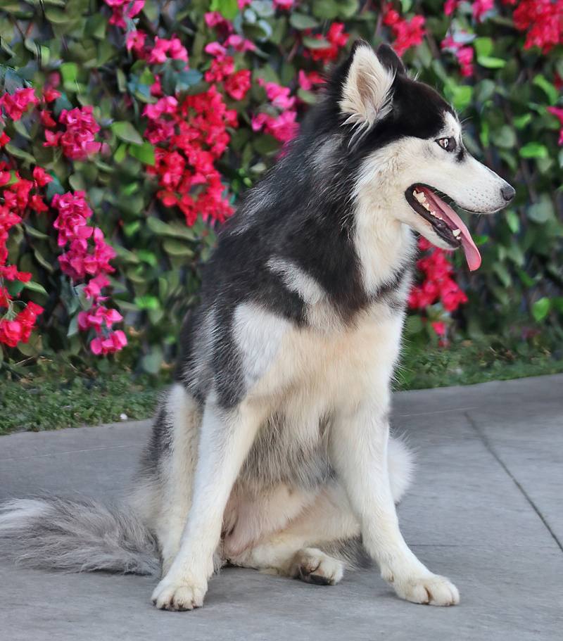 Westside German Shepherd Rescue of Los Angeles