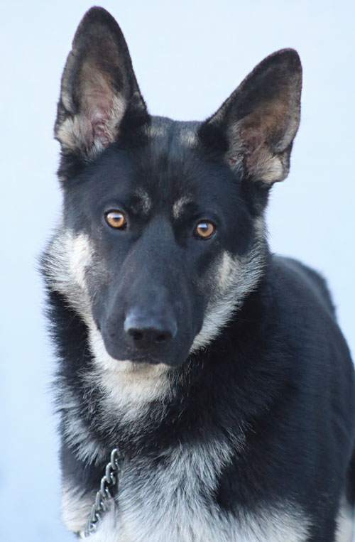 Westside German Shepherd Rescue of Los Angeles