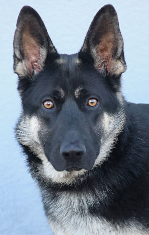 Westside German Shepherd Rescue of Los Angeles