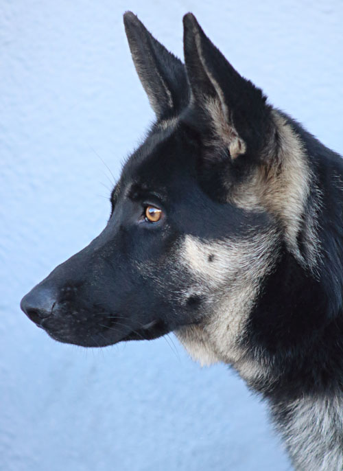 Westside German Shepherd Rescue of Los Angeles