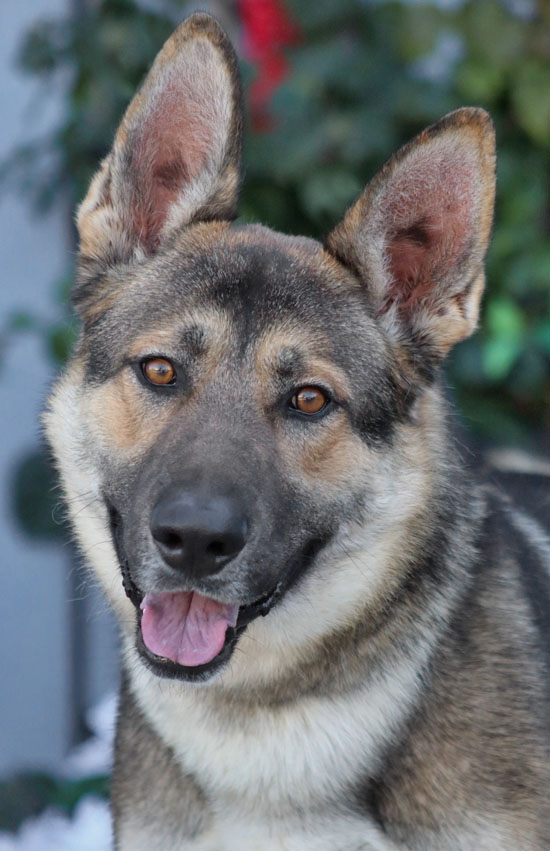 Westside German Shepherd Rescue of Los Angeles