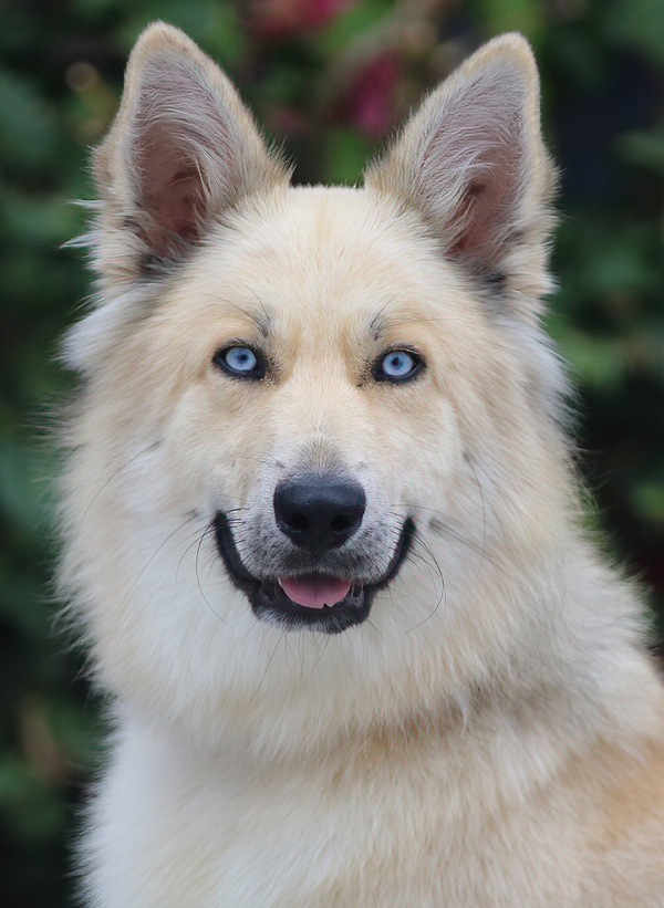 Westside German Shepherd Rescue of Los Angeles