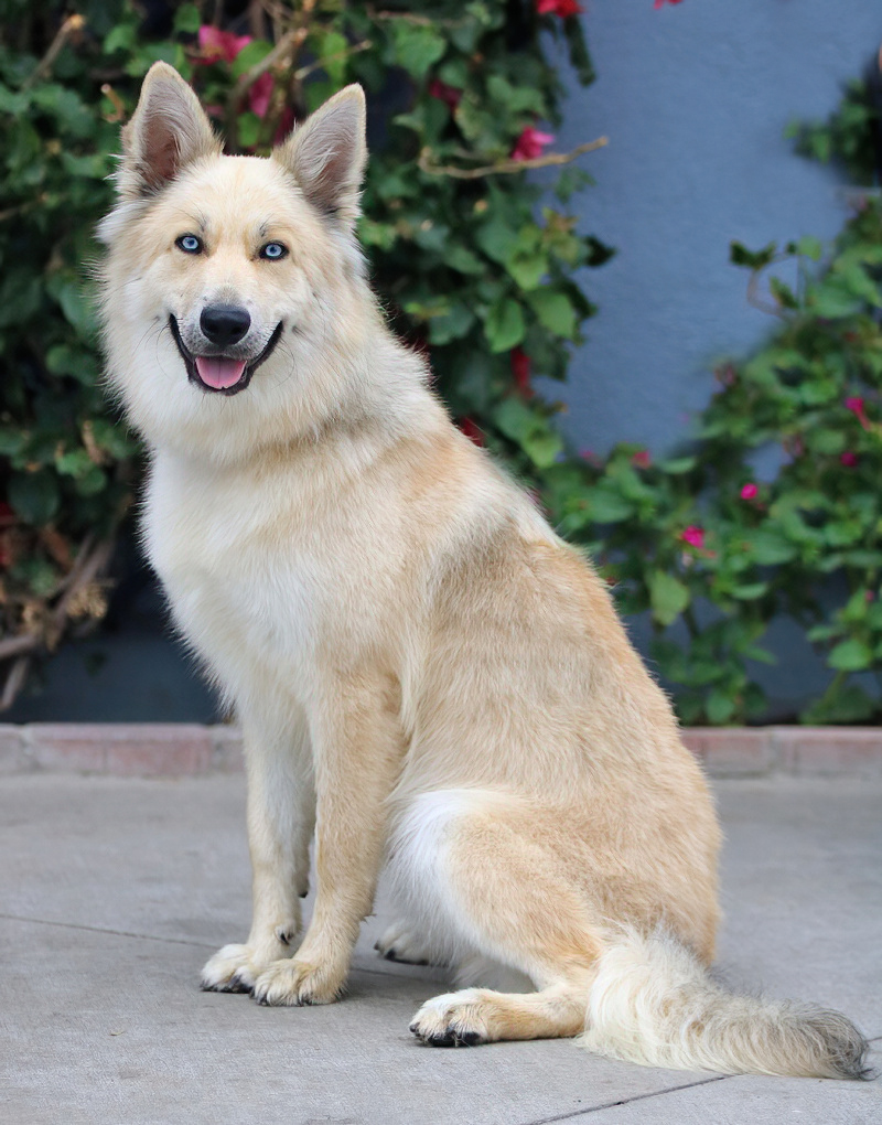 Westside German Shepherd Rescue of Los Angeles