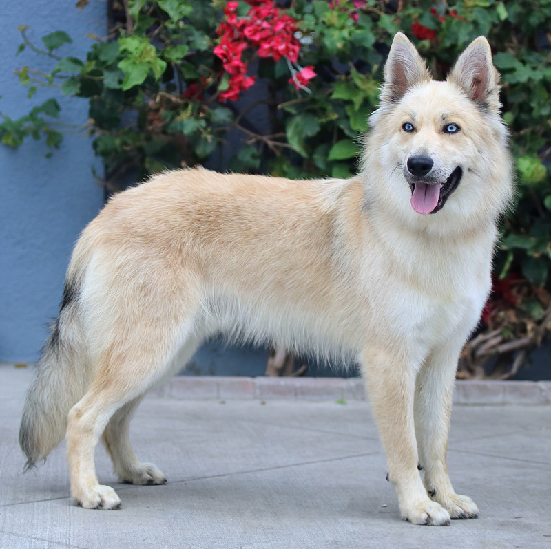 Westside German Shepherd Rescue of Los Angeles