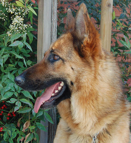 Westside German Shepherd Rescue of Los Angeles