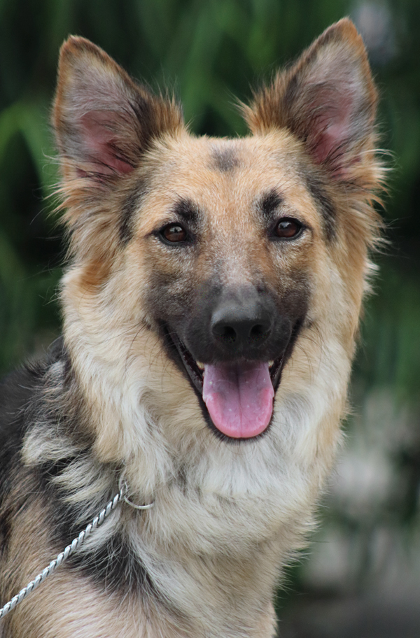 Westside German Shepherd Rescue of Los Angeles