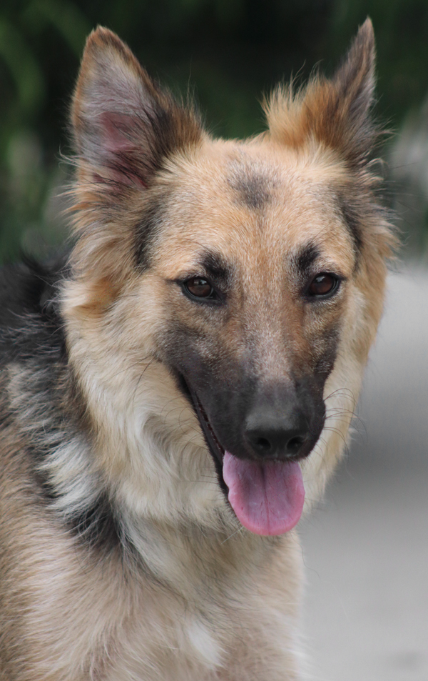 Westside German Shepherd Rescue of Los Angeles