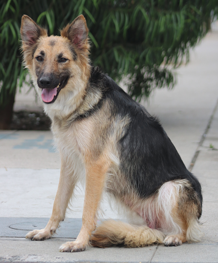 Westside German Shepherd Rescue of Los Angeles