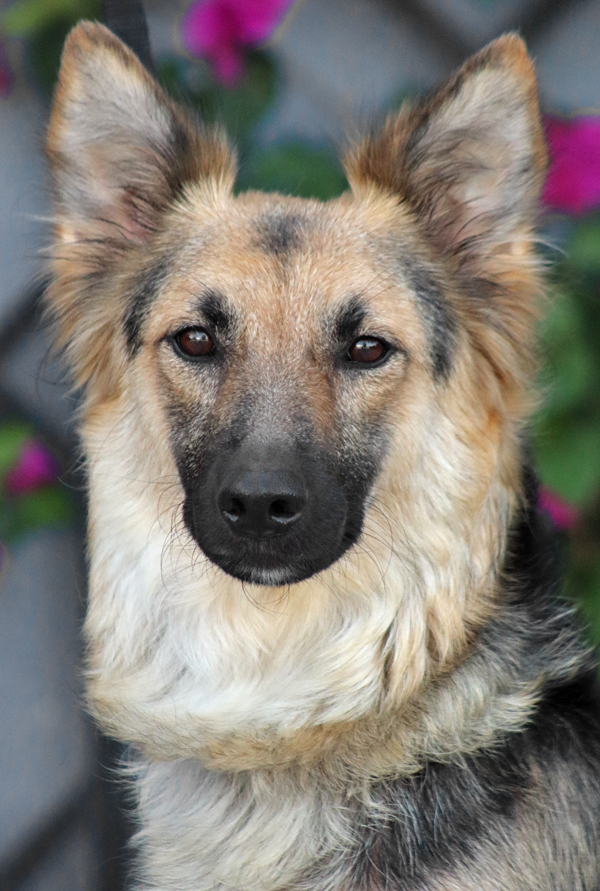 Westside German Shepherd Rescue of Los Angeles