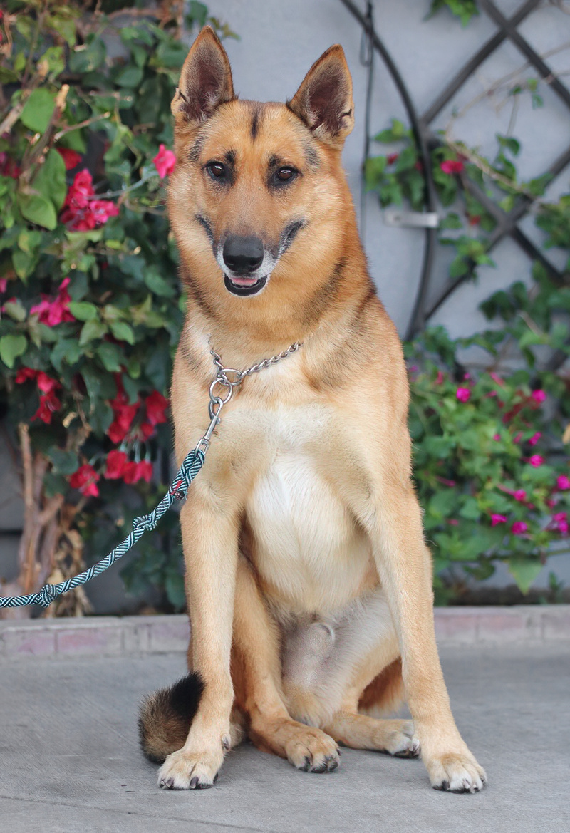 Westside German Shepherd Rescue of Los Angeles