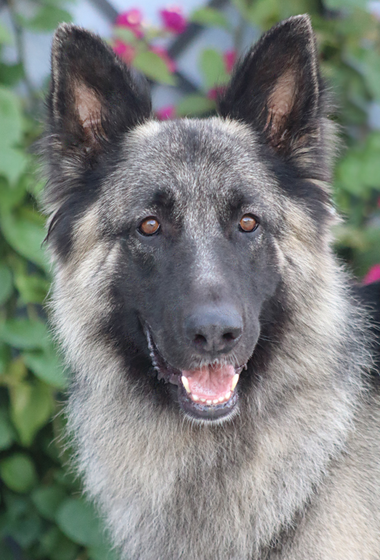 Westside German Shepherd Rescue of Los Angeles