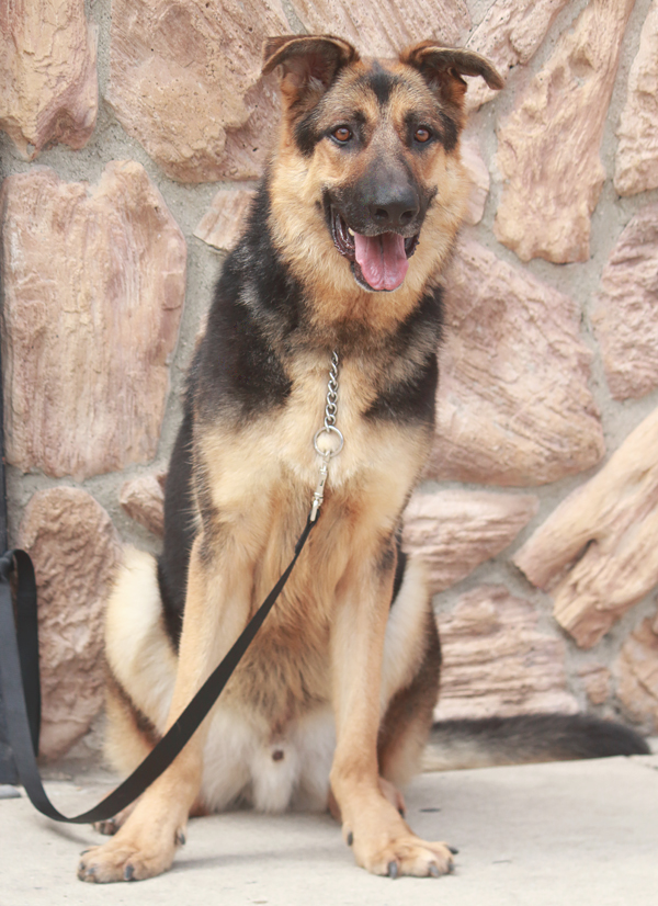 Westside German Shepherd Rescue of Los Angeles