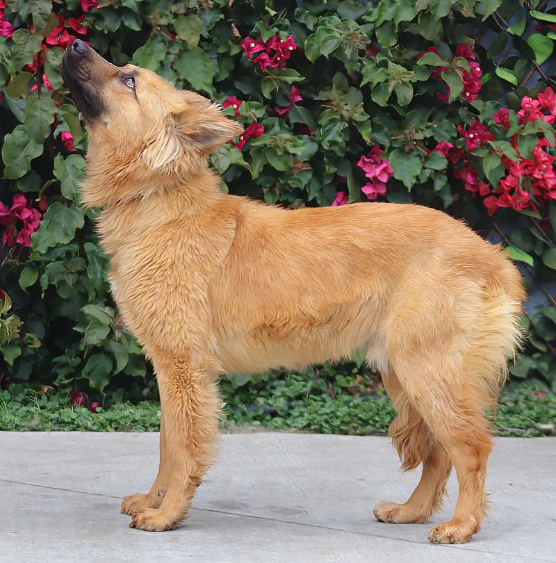 Westside German Shepherd Rescue of Los Angeles