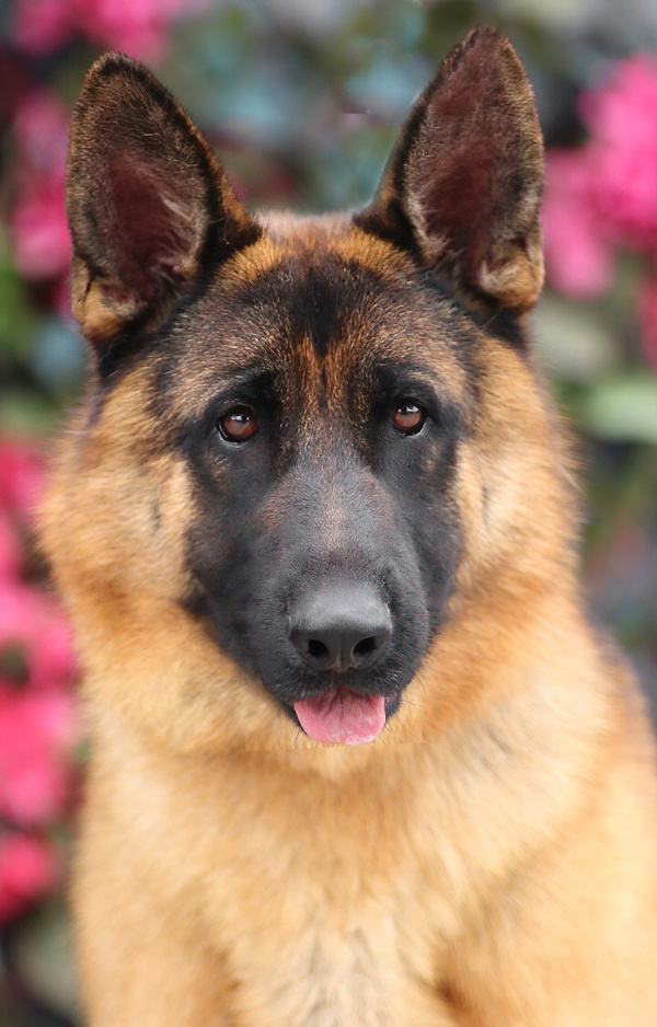 Westside German Shepherd Rescue of Los Angeles