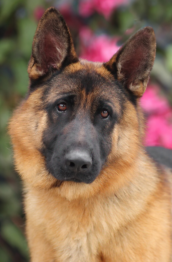 Westside German Shepherd Rescue of Los Angeles