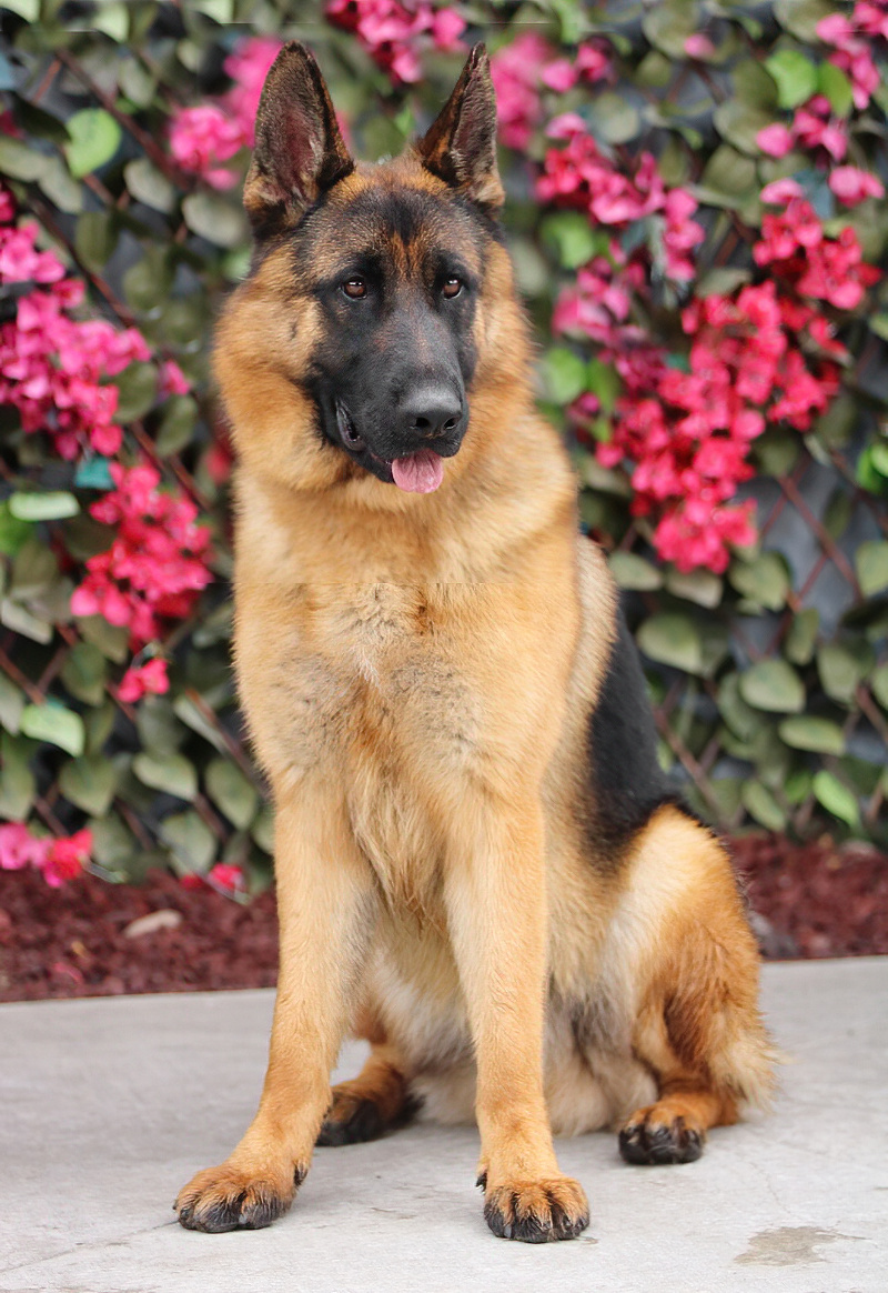 Westside German Shepherd Rescue of Los Angeles