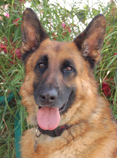 Westside German Shepherd Rescue of Los Angeles