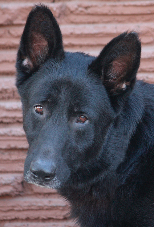 All Black German Shepherd Blue Eyes