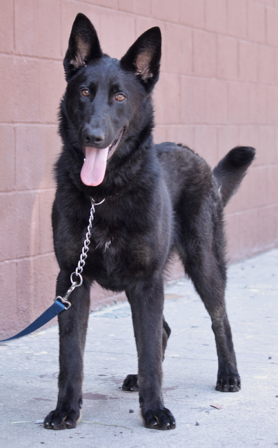 Westside German Shepherd Rescue of Los Angeles