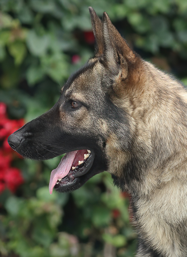 Westside German Shepherd Rescue of Los Angeles