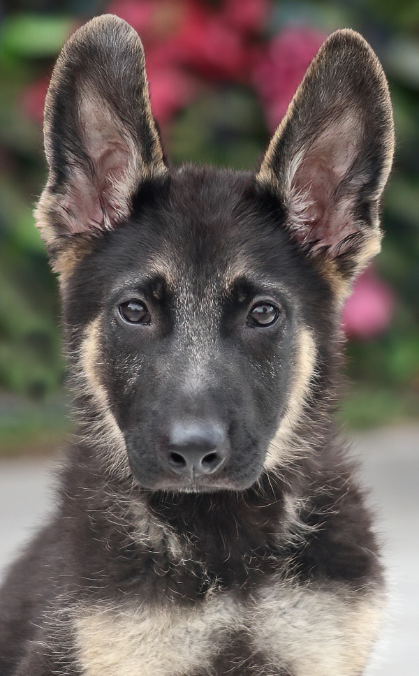 Westside German Shepherd Rescue of Los Angeles