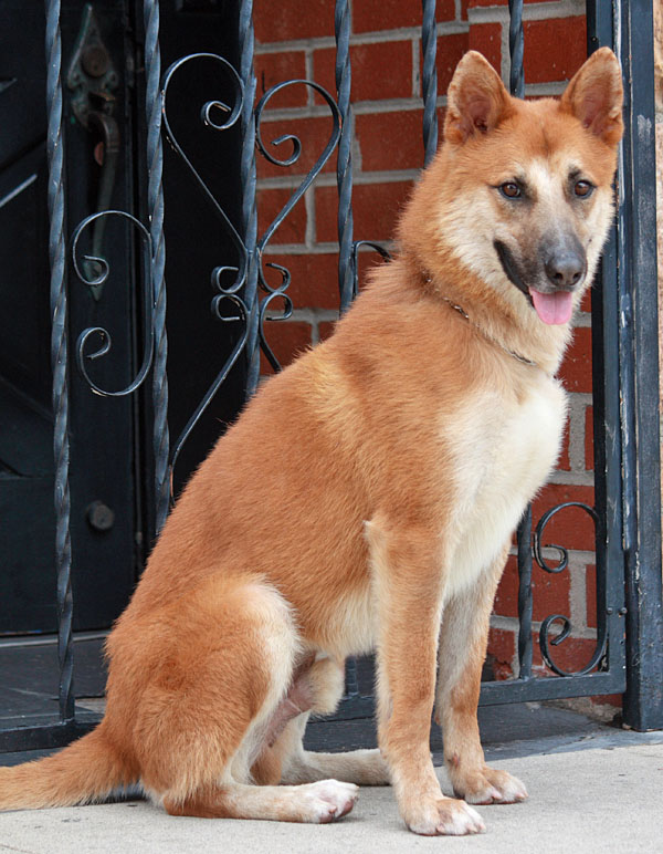 Westside German Shepherd Rescue of Los Angeles