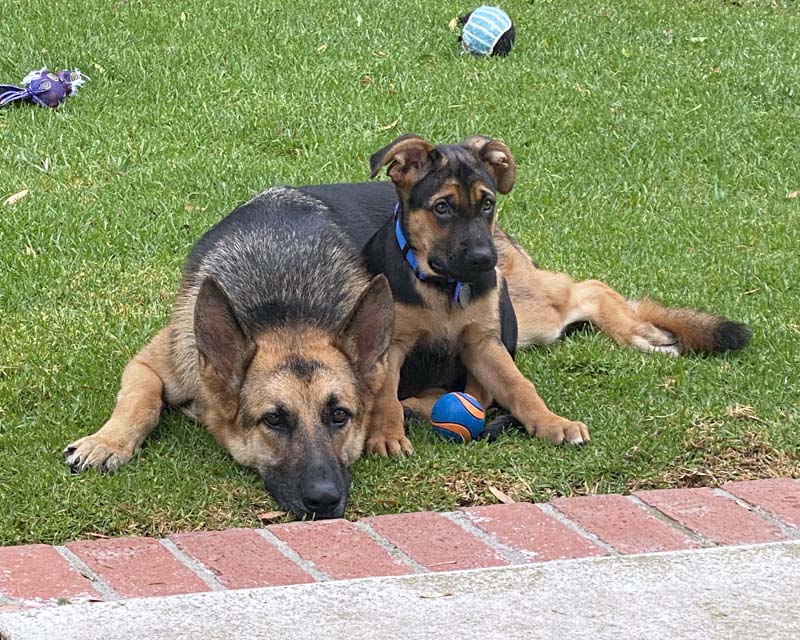Westside German Shepherd Rescue of Los Angeles