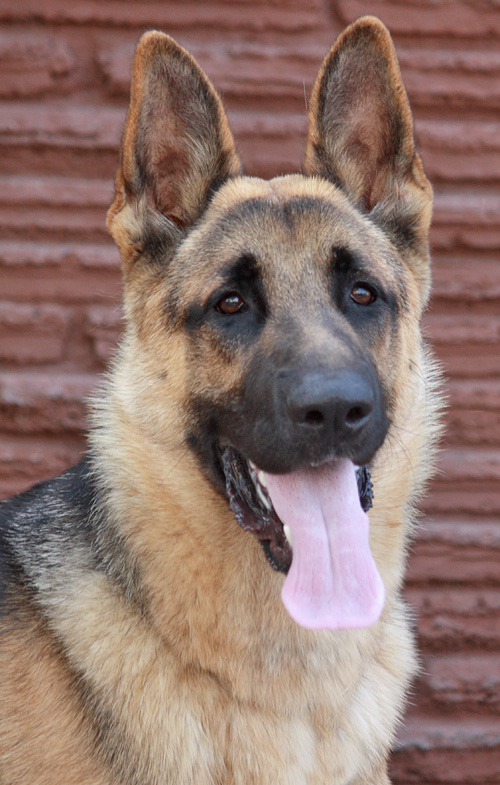 Westside German Shepherd Rescue of Los Angeles