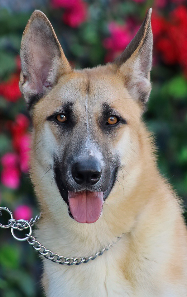 Westside German Shepherd Rescue of Los Angeles