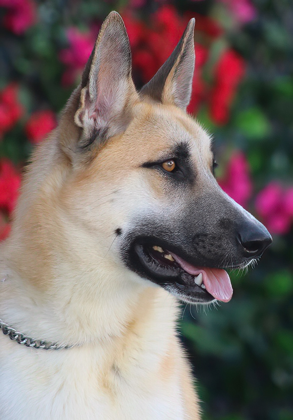 Westside German Shepherd Rescue of Los Angeles