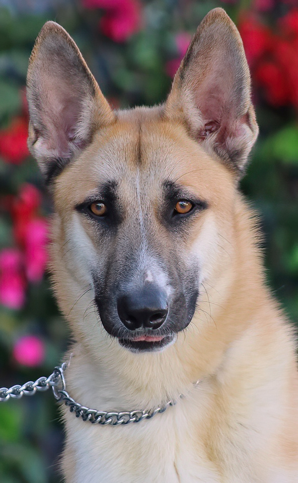 Westside German Shepherd Rescue of Los Angeles