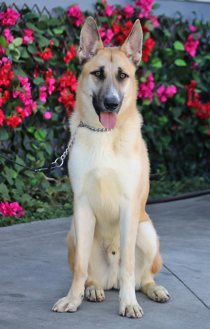 Westside German Shepherd Rescue of Los Angeles