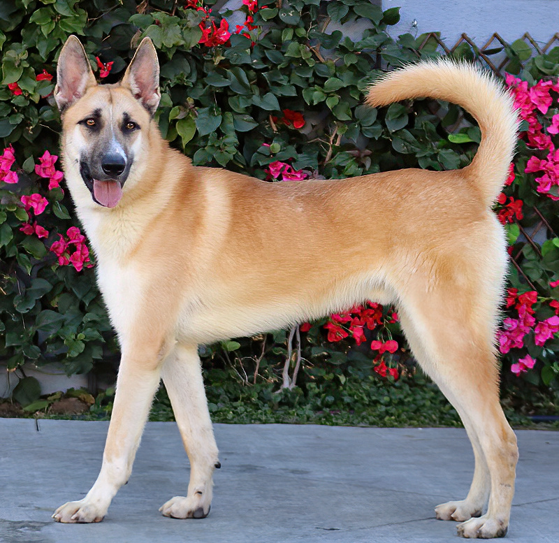 Westside German Shepherd Rescue of Los Angeles