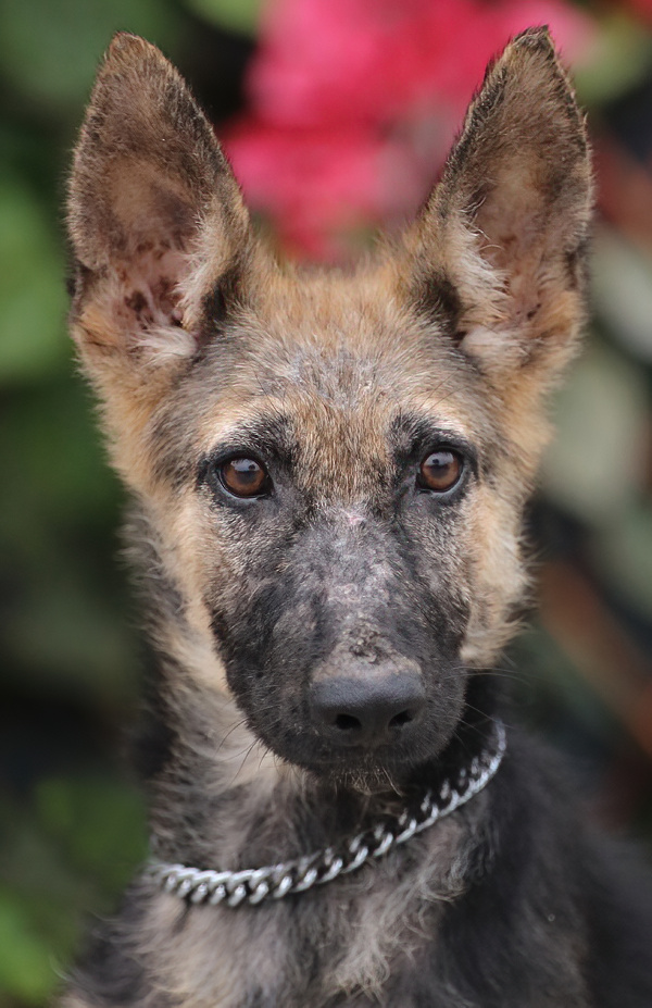 Westside German Shepherd Rescue of Los Angeles